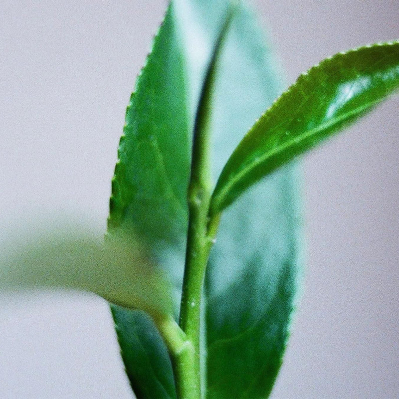 Buy Tea & Luxury Tea Gift Sets Online • JSY TEA – jsytea