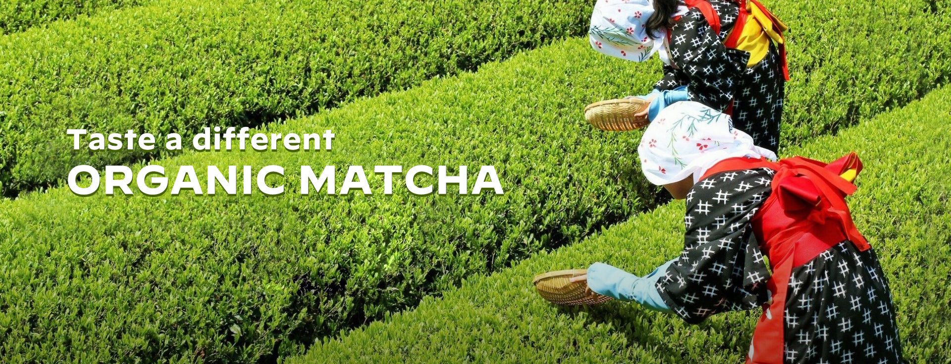 Buy Tea & Luxury Tea Gift Sets Online • JSY TEA – jsytea